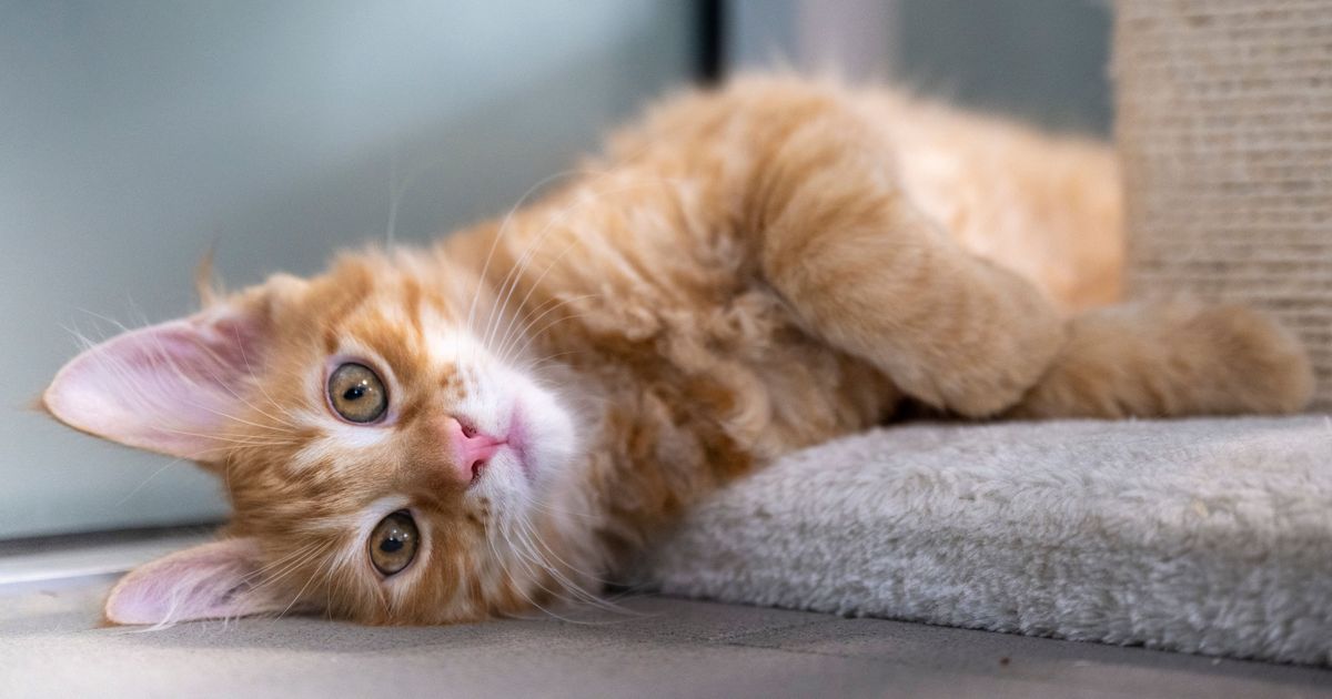 10 Dinge Die Katzen Nicht Mgen