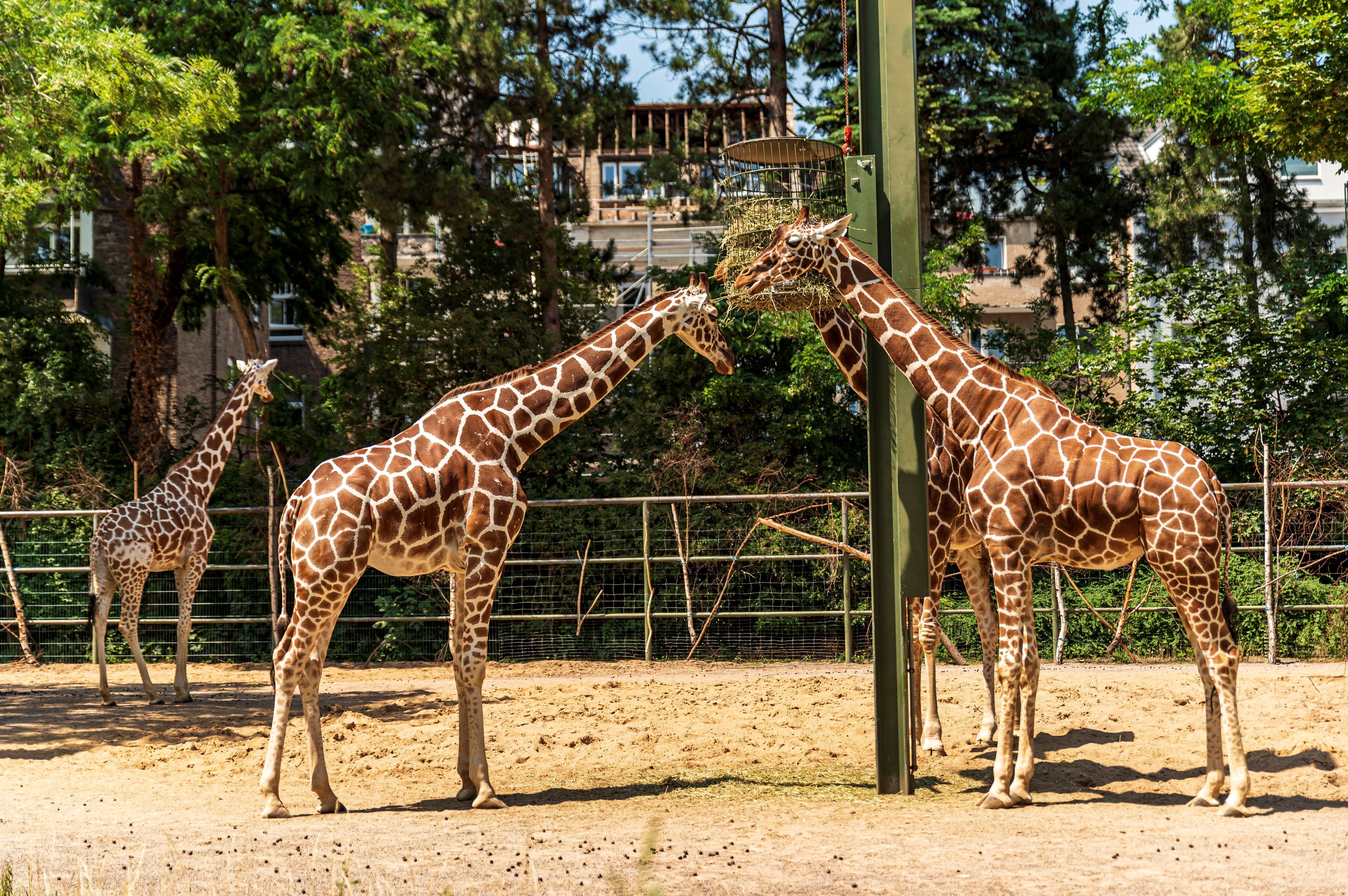 Vogelgrippe: Kölner Zoo öffnet wieder – aber nicht alle Bereiche | Express
