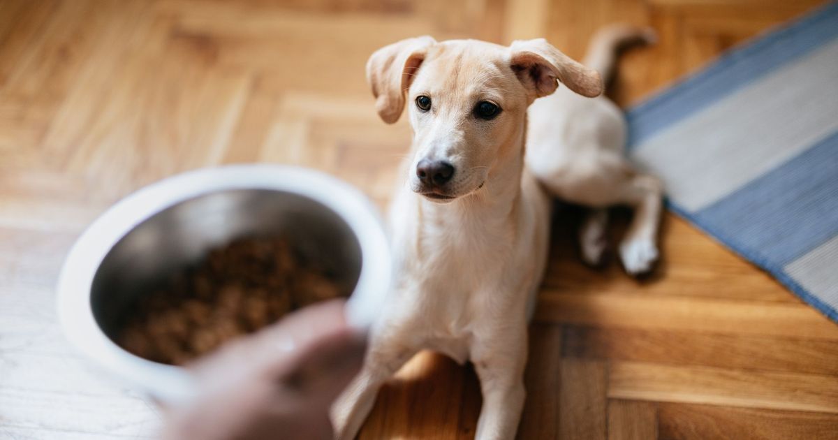 Stiftung Warentest testet Hundefutter aus Insekten: Taugt das was ...