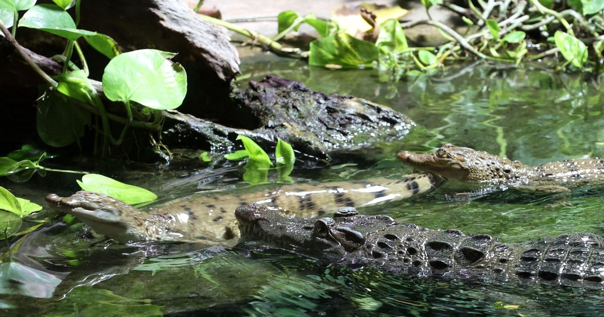 Kölner Zoo: So verliebt sieht man Krokodile selten | Express