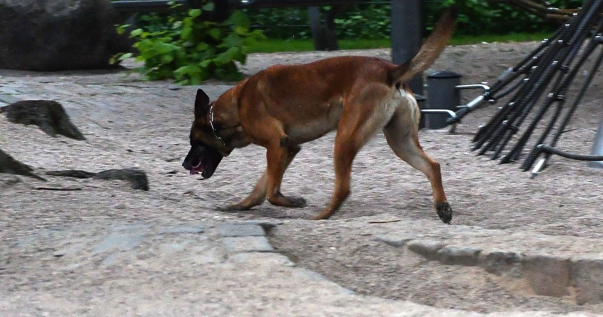 Hund beißt Kind – Verhalten des Besitzers macht sprachlos | Express