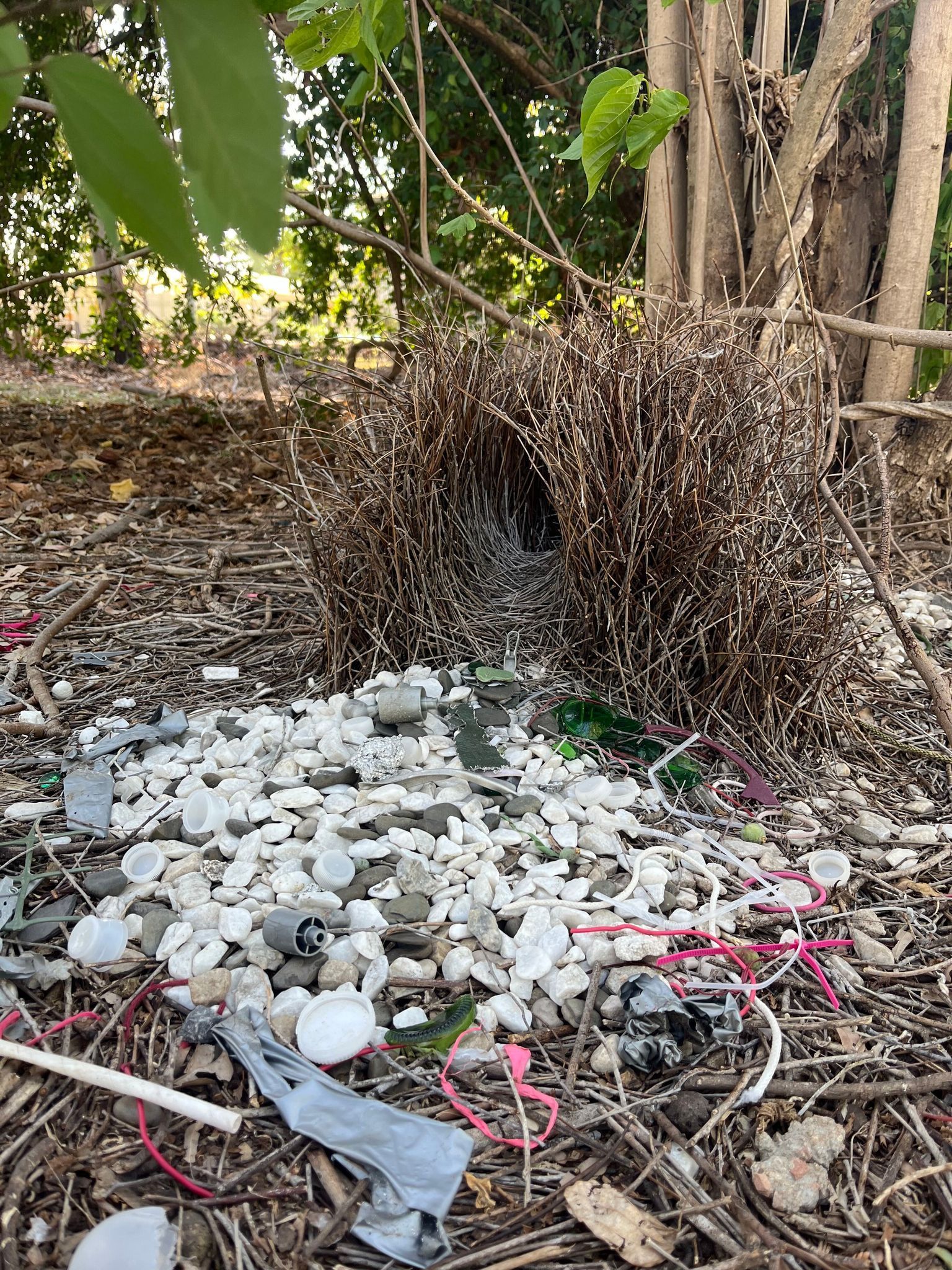 Australische Vögel bauen skurrile Nester aus menschlichem Abfall ...