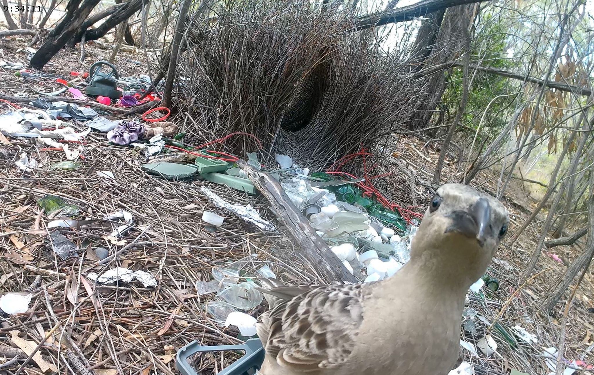 Australische Vögel bauen skurrile Nester aus menschlichem Abfall ...