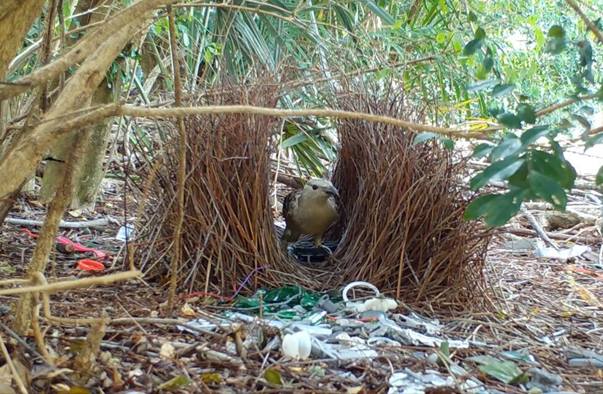 Australische Vögel bauen skurrile Nester aus menschlichem Abfall ...