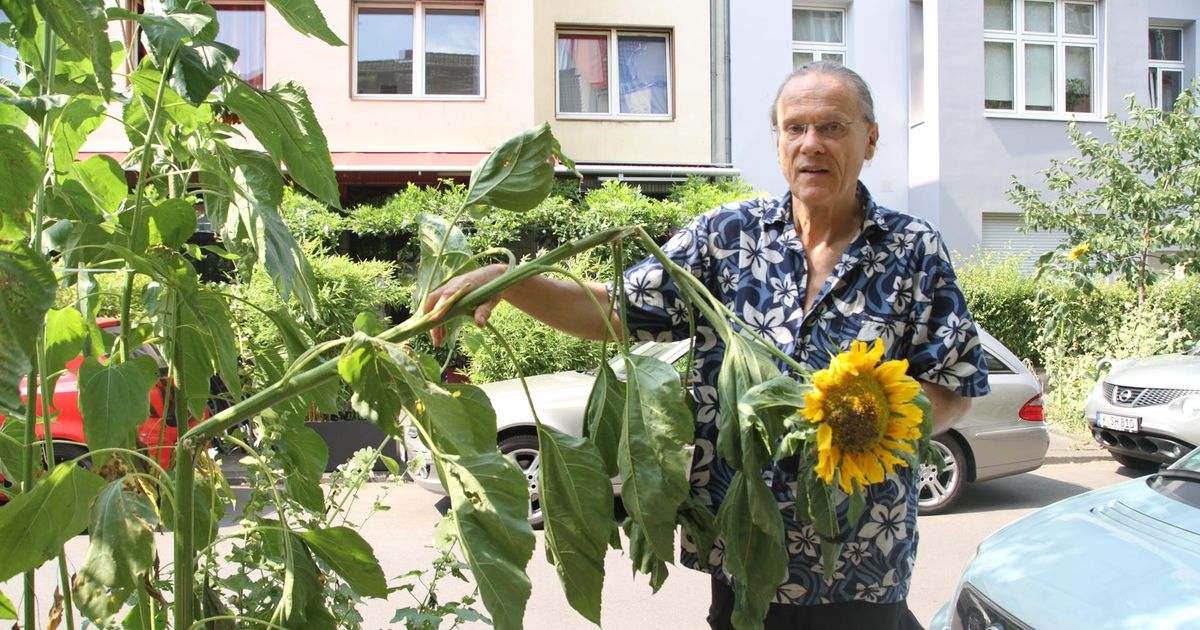 Kölner Sonnenblumen-Pate Walter Hoischen mit 74 Jahren gestorben | Express